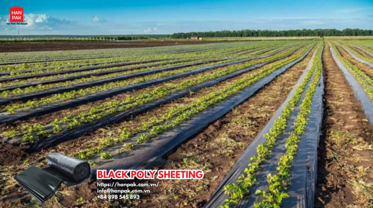 Using Clear or Black Poly Sheeting: When To Use Each?